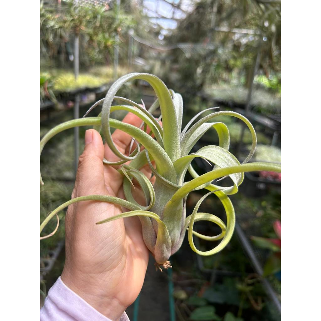 T. curly slim (Small) For Sale | Pick A Plant Online – Pick a Plant Online