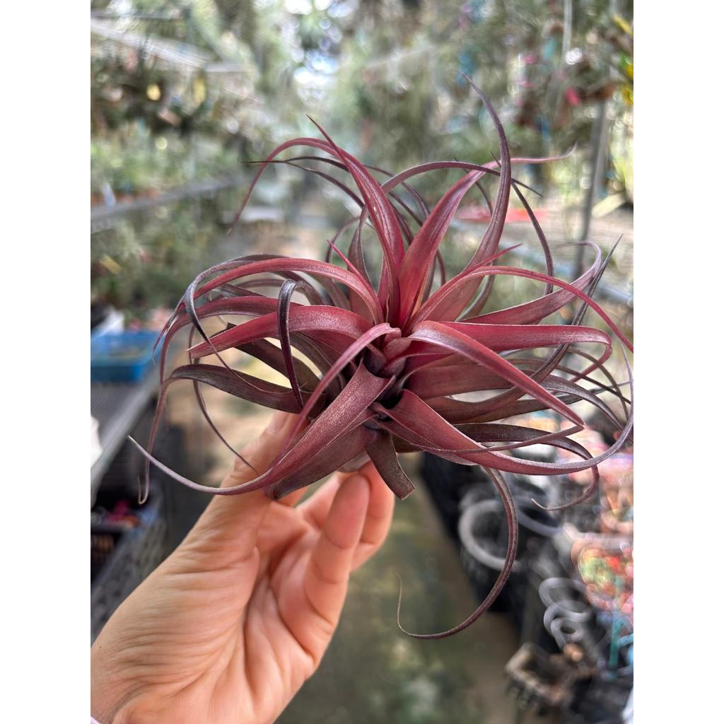 T. Love Knot (Buy One Get One Free) – Pick a Plant Online