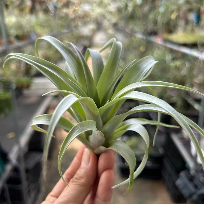 T. capitata Maroon (S) – Pick a Plant Online