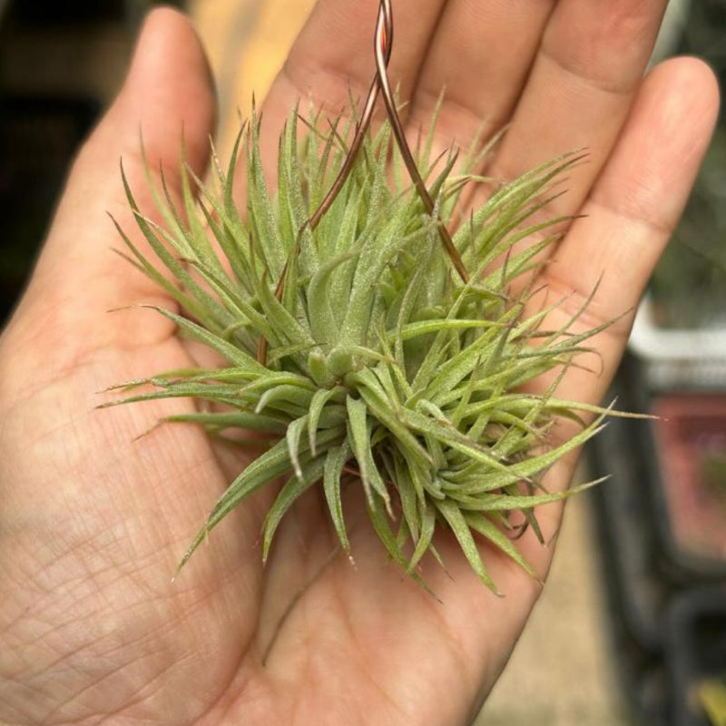 T. ionantha Fat Boy Clump – Pick a Plant Online