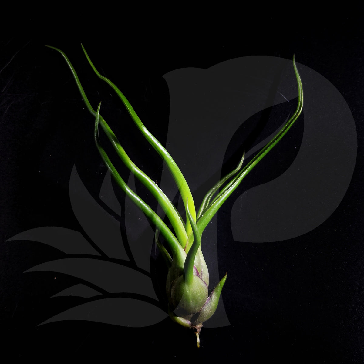 T. Bulbosa (Small) For Sale | Pick A Plant Online – Pick a Plant Online